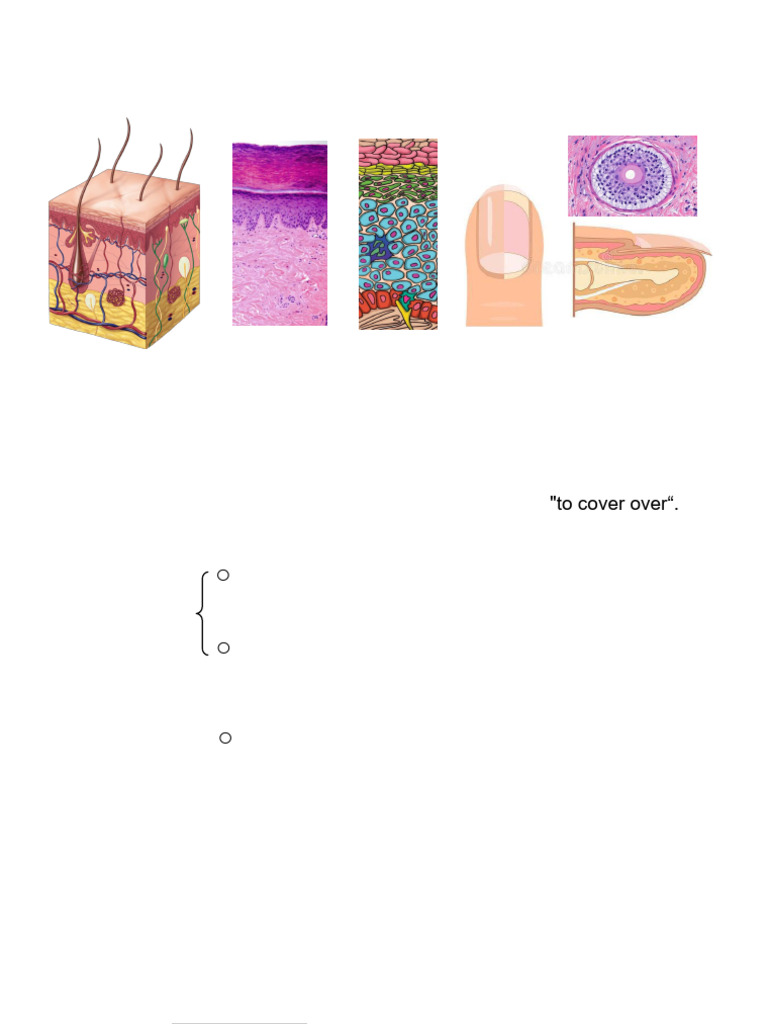 Lecture 4 Integumentary System | PDF | Integumentary System | Skin