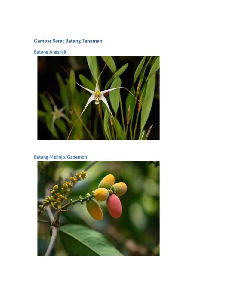 Serat Batang Tanaman | PDF