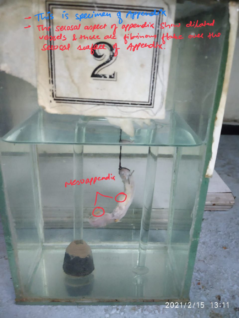 Specimen Photo | PDF