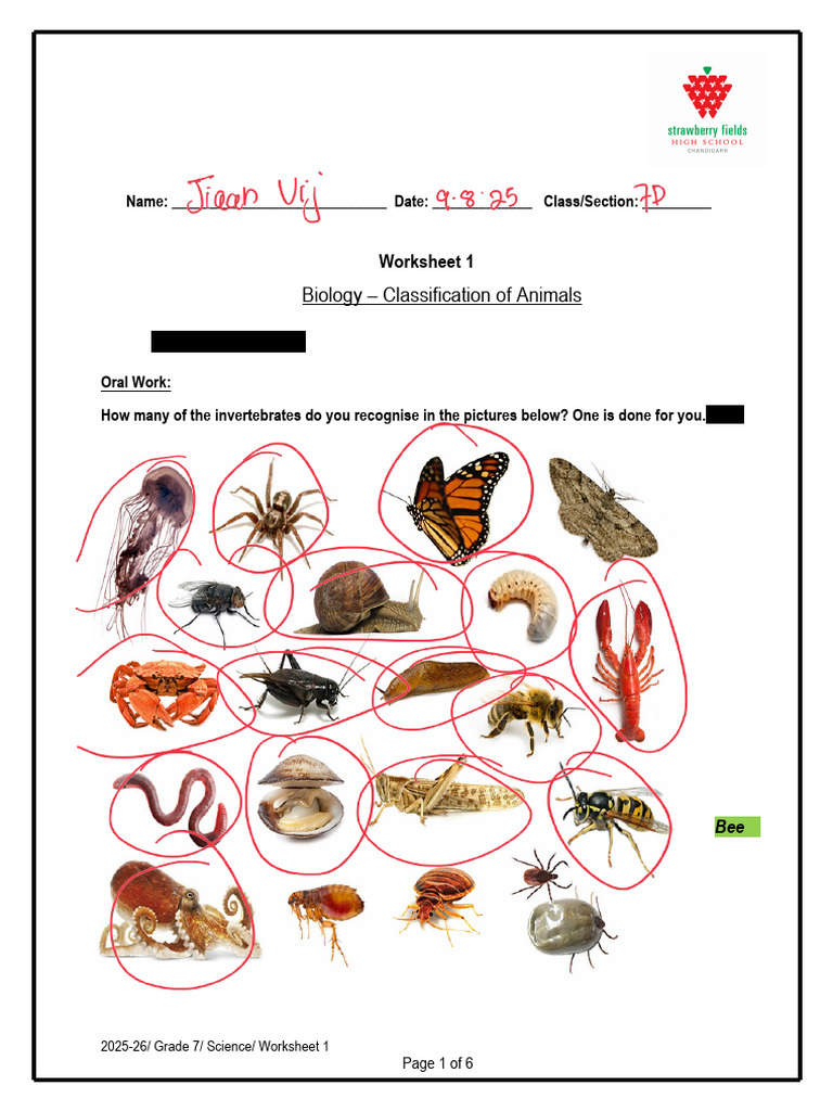 Worksheet 1-Classification of Animals (Invertebrates) | PDF ...