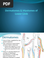 Lower Limb Dermatome Overview | PDF | Vertebral Column | Spinal Cord
