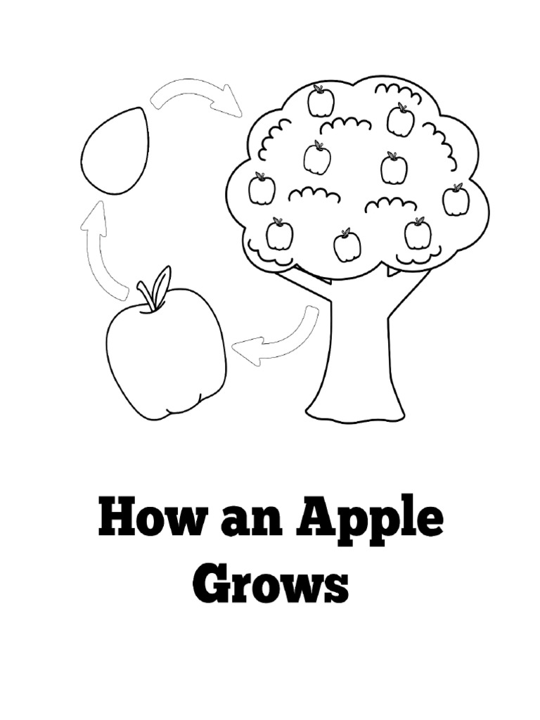How An Apple Grows | PDF
