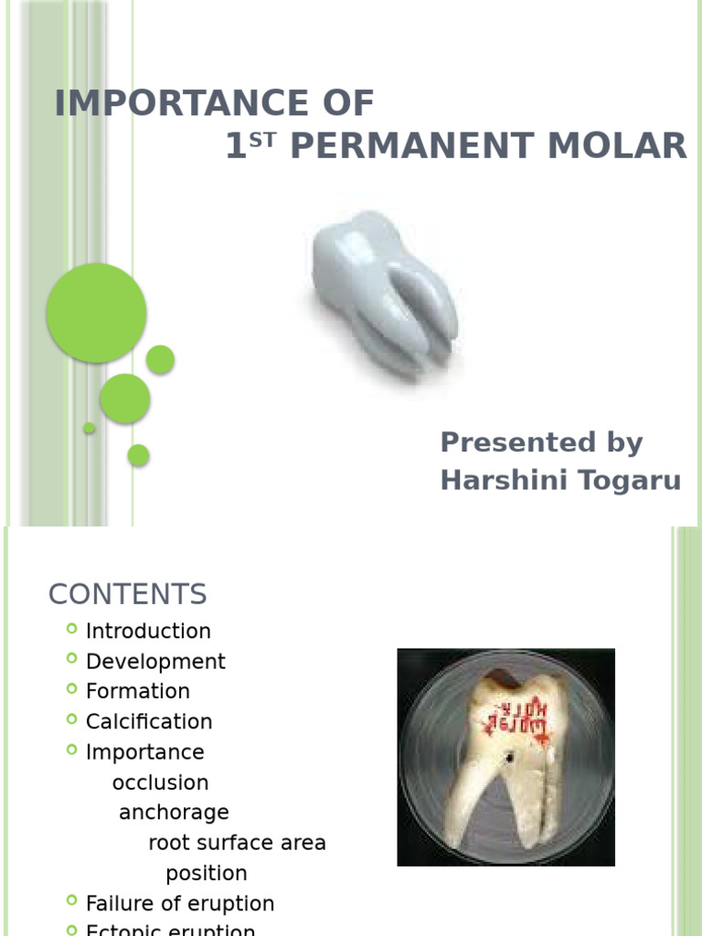 Importance of 1st Permanent Molar | PDF | Dental Anatomy | Tooth
