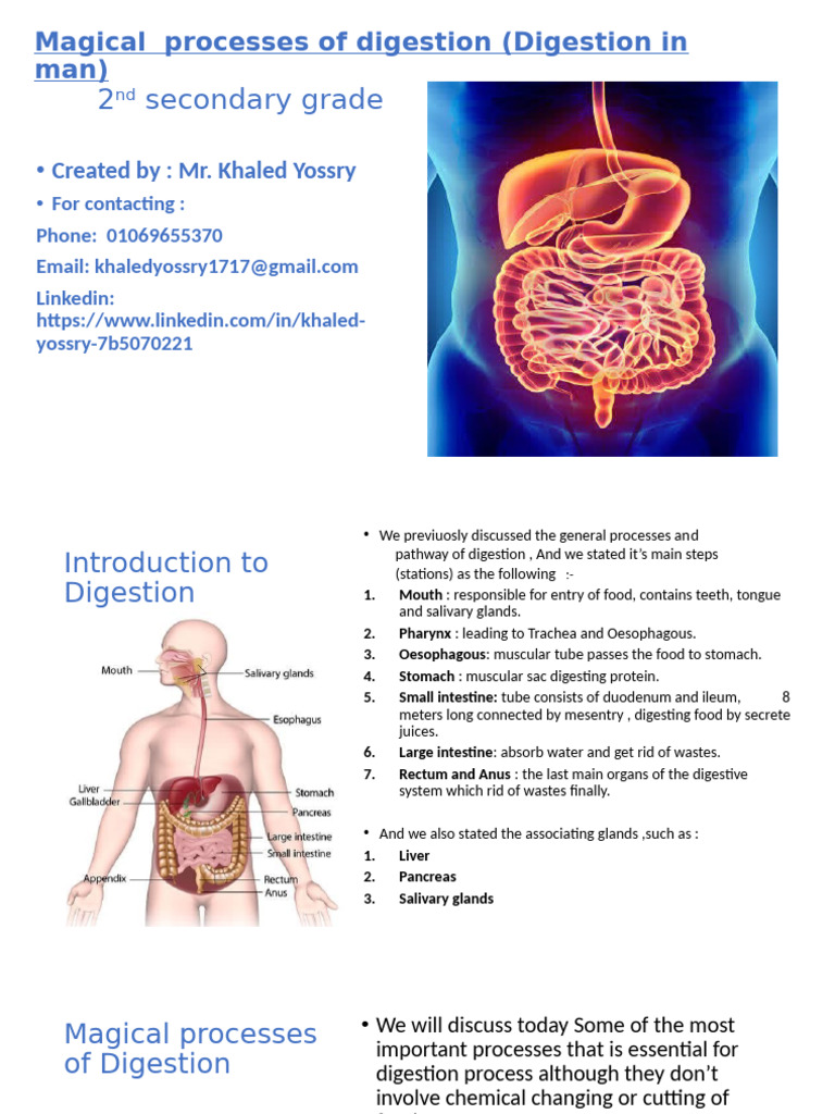 Magical Processes of Digestion Final Presentation | PDF | Digestion ...