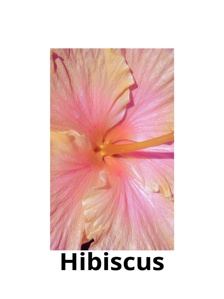 Hibiscus | PDF