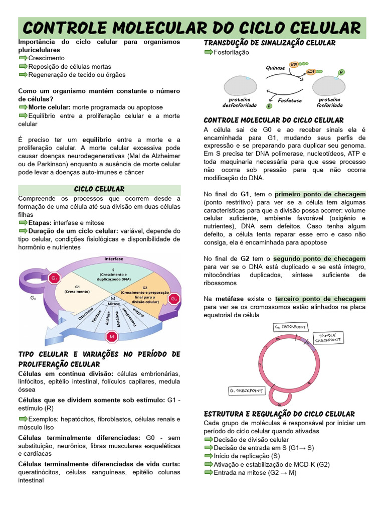 Controle Molecular do Ciclo Celular | PDF | P53 | Ciclo de célula