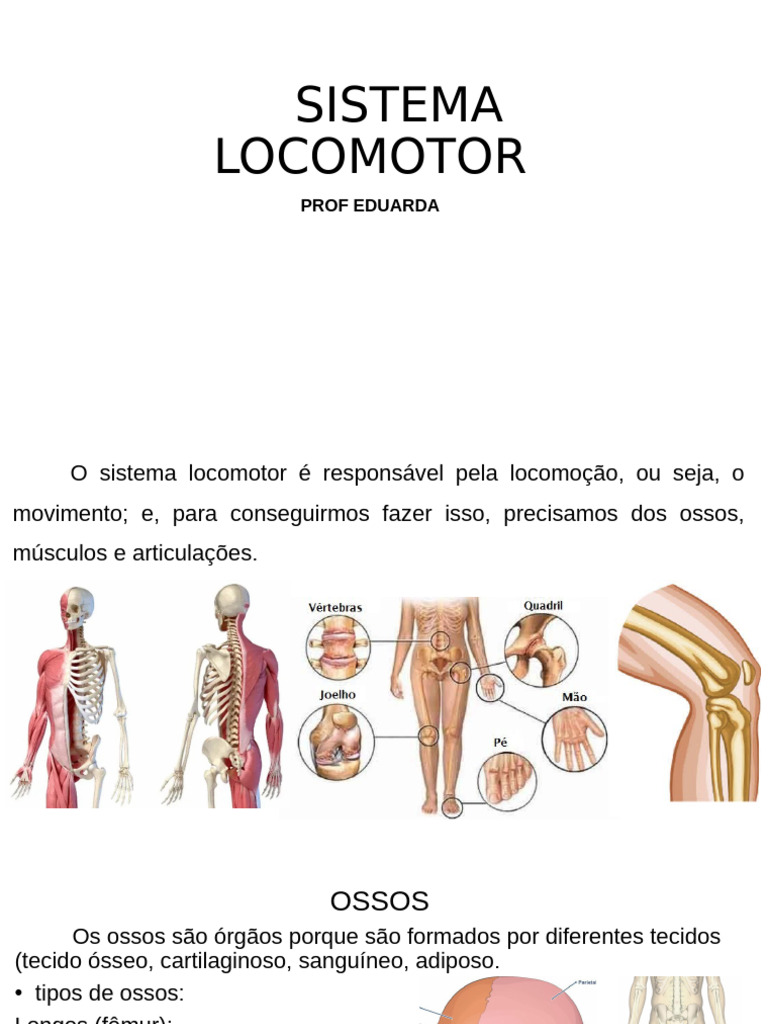 2 Sistema Locomotor Pdf