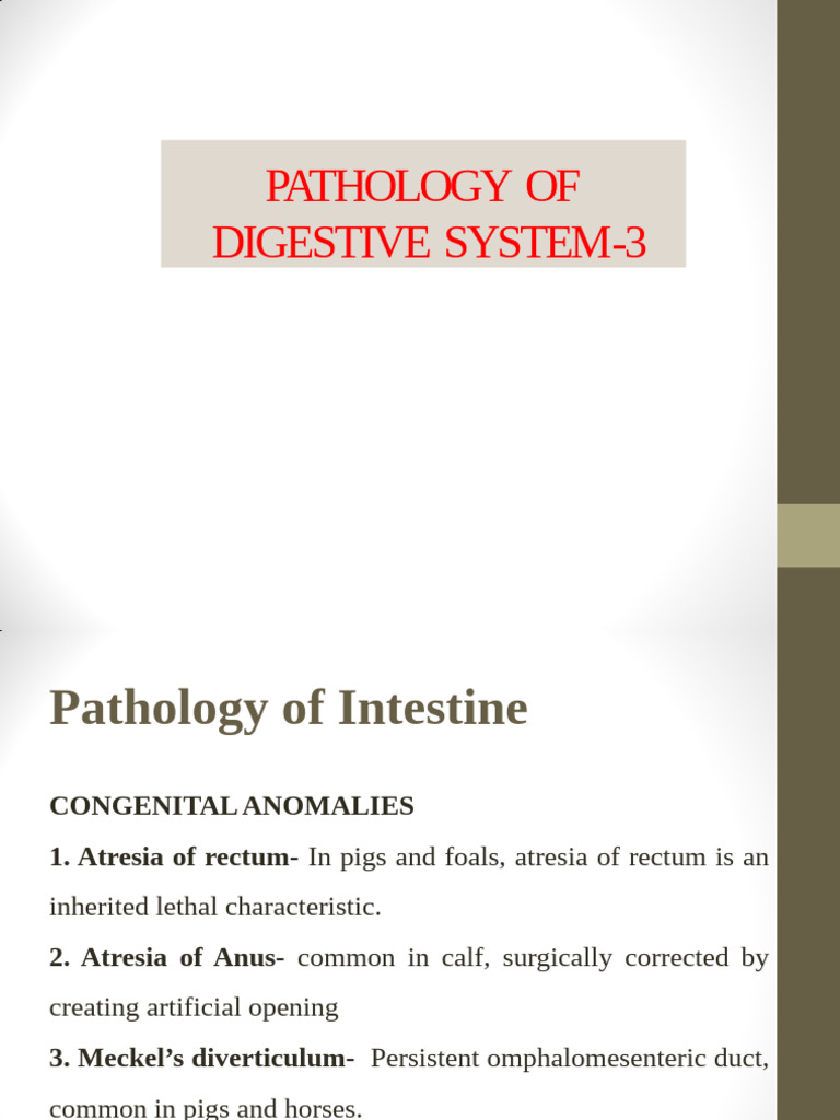 Digestive System Pathologies Overview | PDF | Gastrointestinal Tract ...