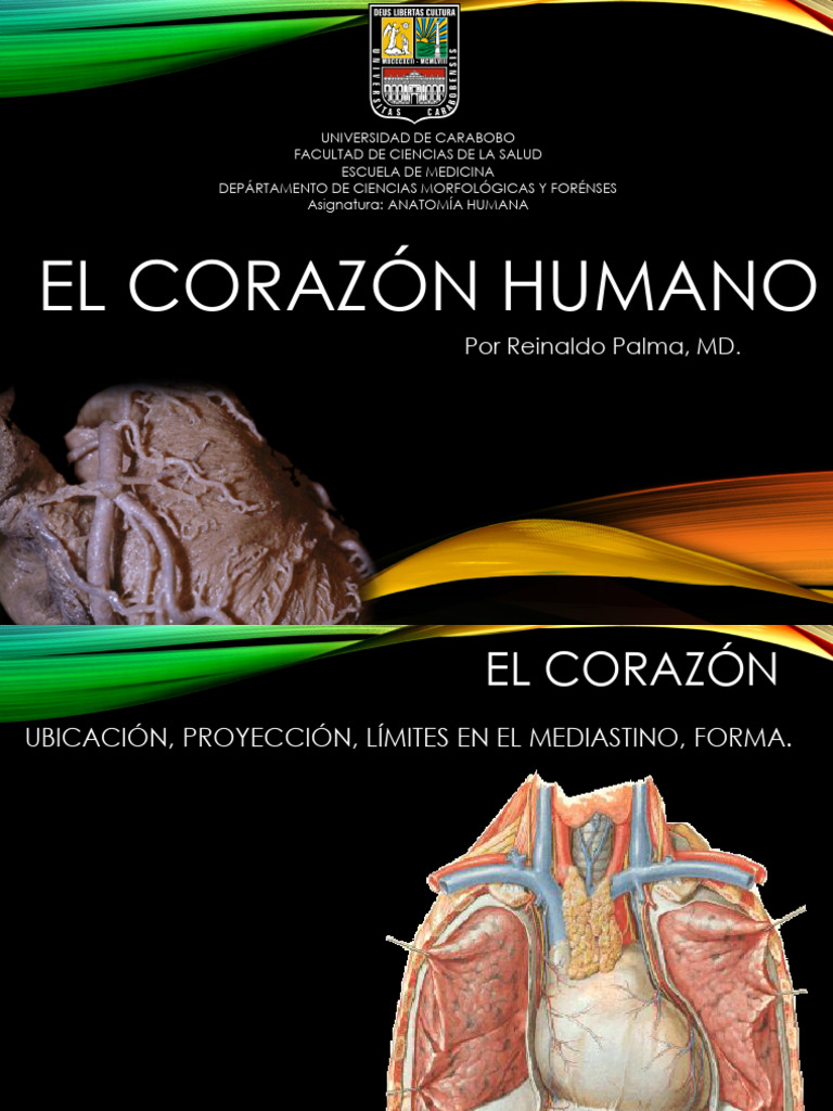 Anatomía del Corazón Humano: Estructura y Función | PDF | Corazón ...
