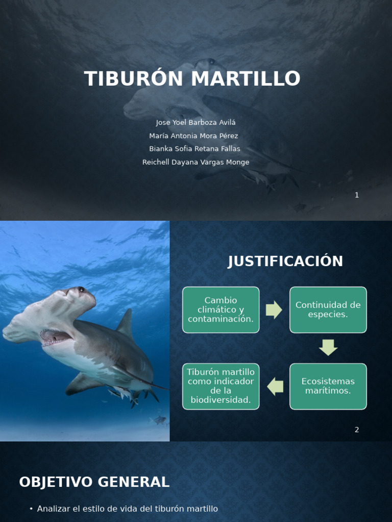 Tiburón Martillo Monográfica Power Point | PDF