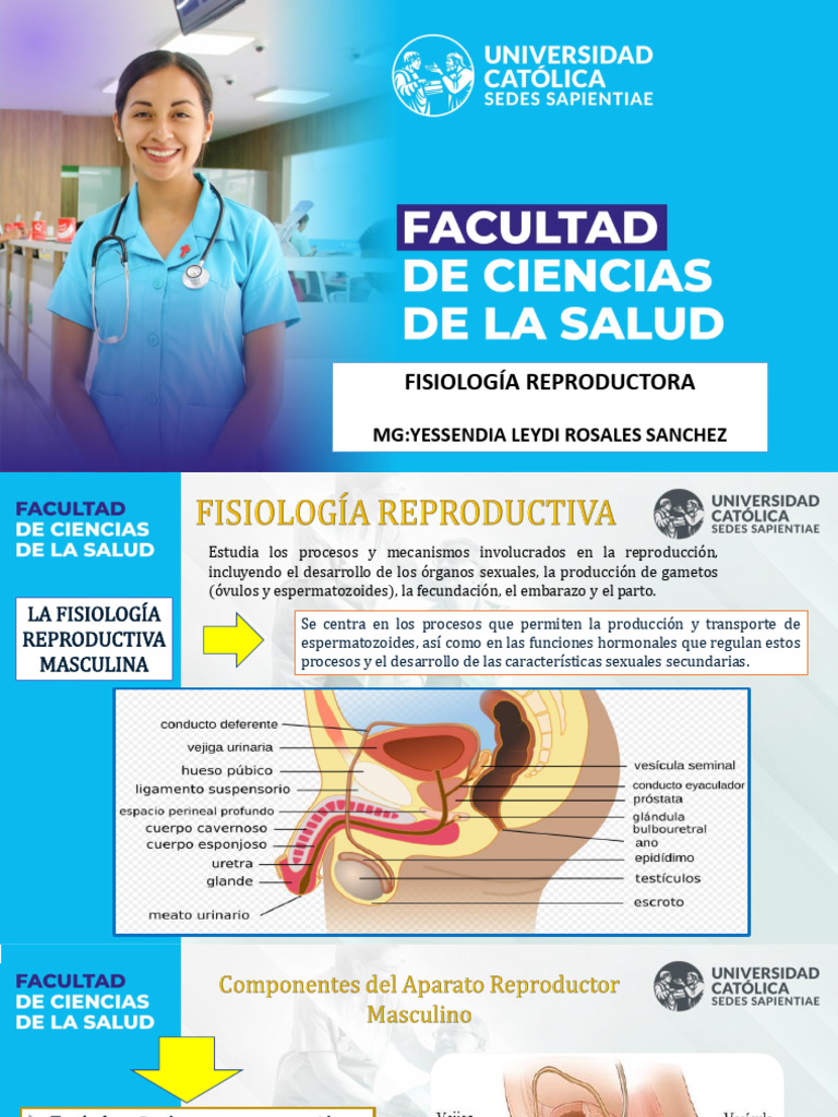 Fisiología Reproductora: Procesos Clave | PDF | Testículo | Feto