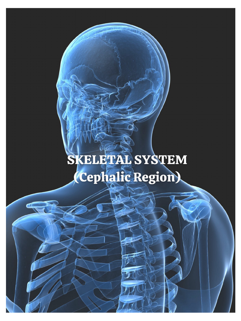 BIO1229 SEC1G6 Skeletal System Labeled 3D Model | PDF