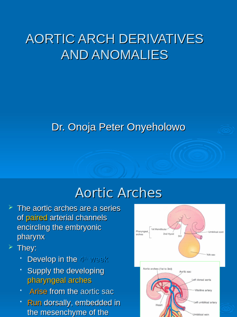 AORTIC ARCH DERIVATIVES AND ANOMALIES | PDF | Aorta | Artery