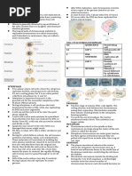 Mitosis Mover Activity Guide | PDF | Mitosis | Chromosome