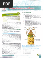 Life Sciences Gr.10 Lesson 40 Plant Tissues | PDF | Tissue (Biology) | Plant Stem