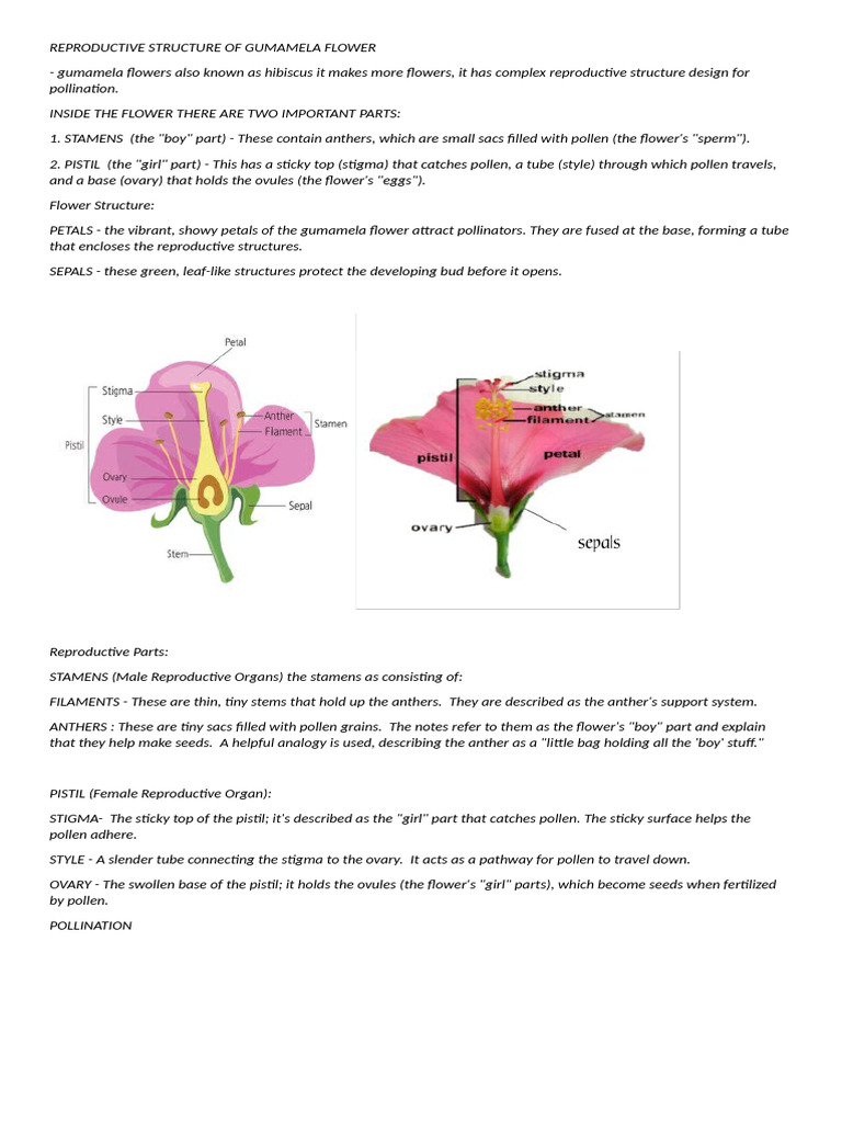 Gumamela Flower Reproductive Structures | PDF | Flowers | Pollination