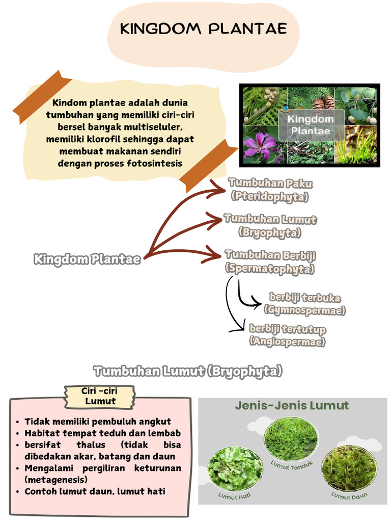 Kingdom Plantae-1 | PDF