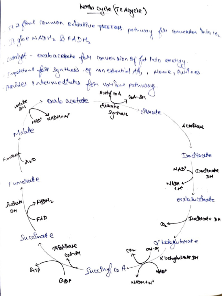 TCA Cycle | PDF