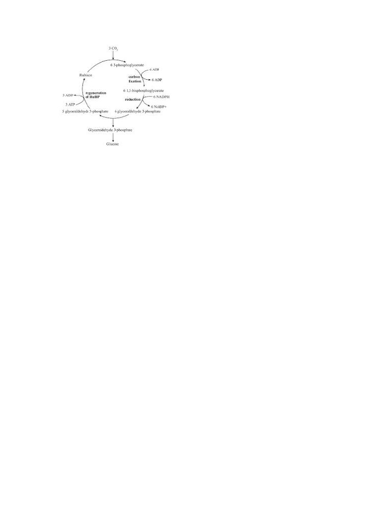 c3 Cycle | PDF