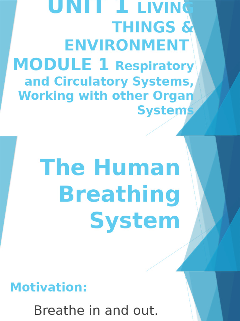 The Human Breathing System | PDF | Respiratory System | Breathing