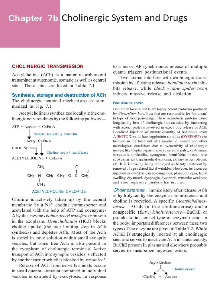 Cholinergic System Diagrams | PDF