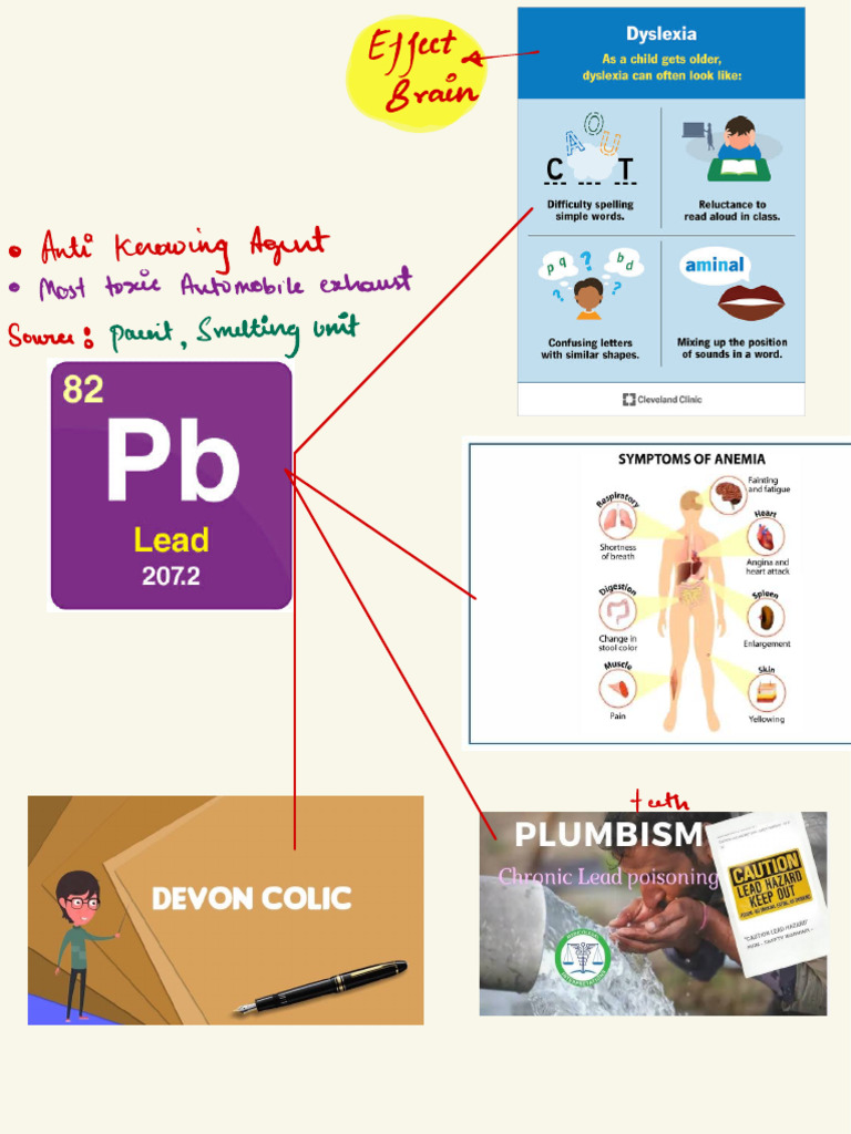 PB Effect On Brain | PDF