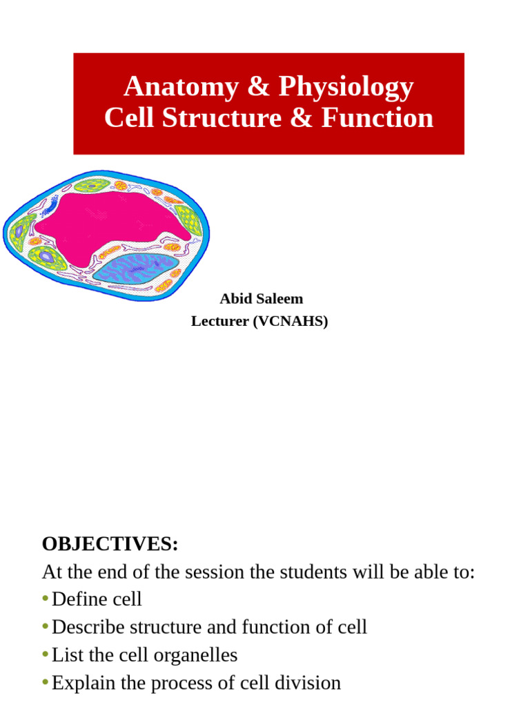 Lecture 3 Cell Structure Function | PDF | Meiosis | Endoplasmic Reticulum