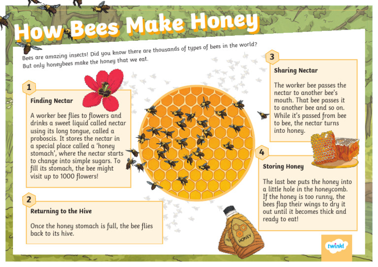 How Bees Make Honey Explained | PDF | Honey | Bees