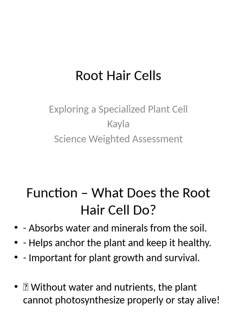 Root Hair Cell Structure and Function | PDF
