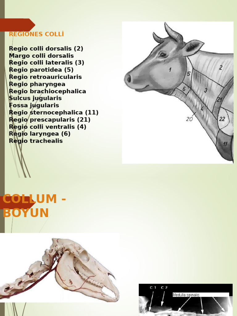 Regiones Colli | PDF