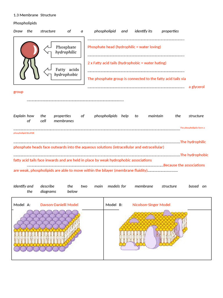 Membrane Structure: Phospholipids & Proteins | PDF | Cell Membrane ...