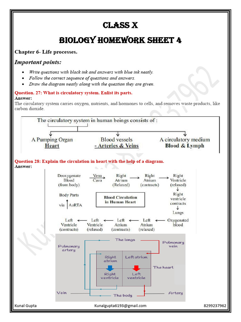 Class X Biology: Life Processes Homework | PDF | Blood Pressure ...