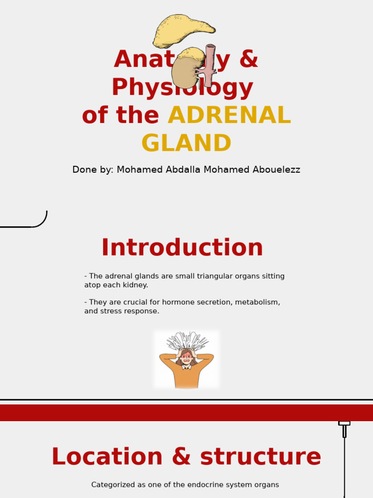 Adrenal Gland Anatomy and Blood Supply | PDF