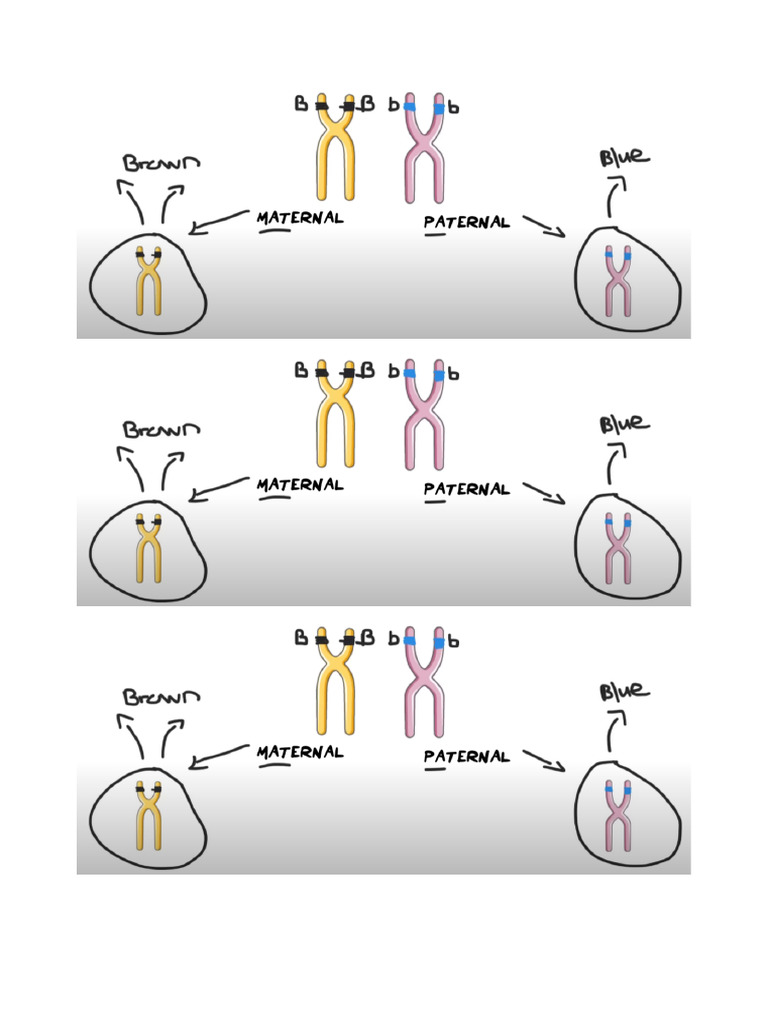 Allele and Gene Pass On | PDF
