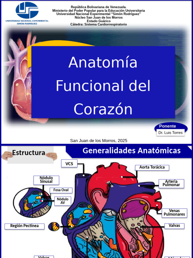 Anatomía Funcional Del Corazón | PDF | Corazón | Ventrículo (corazón)
