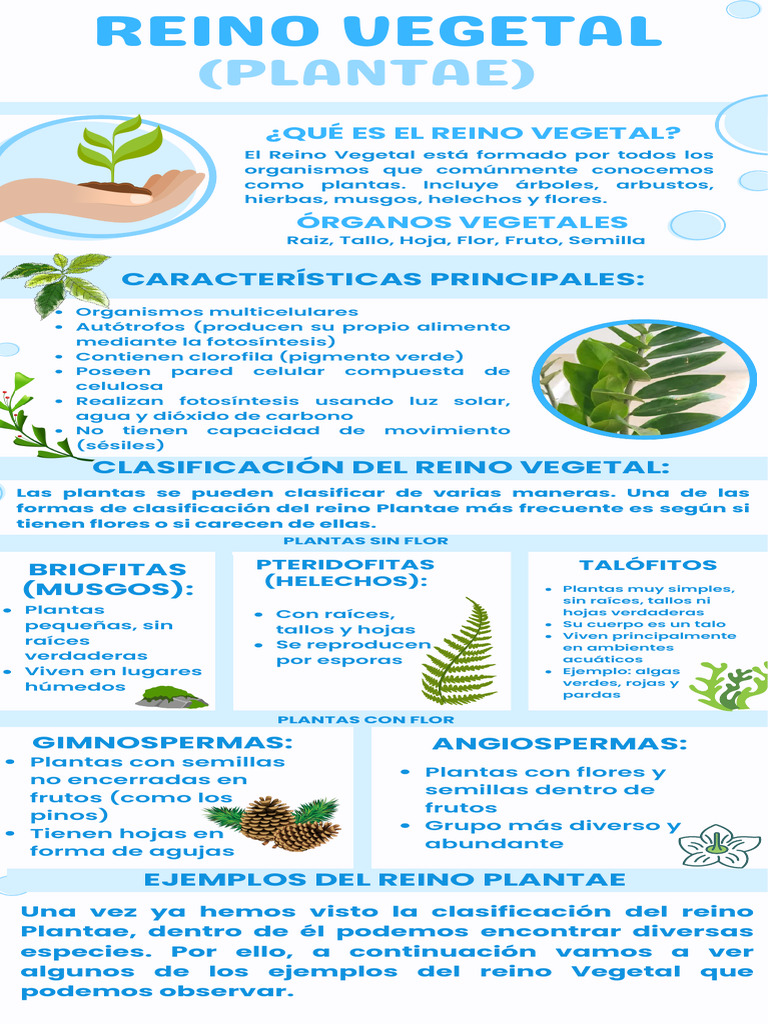 Ejemplos del Reino Vegetal | PDF | Plantas | Hoja