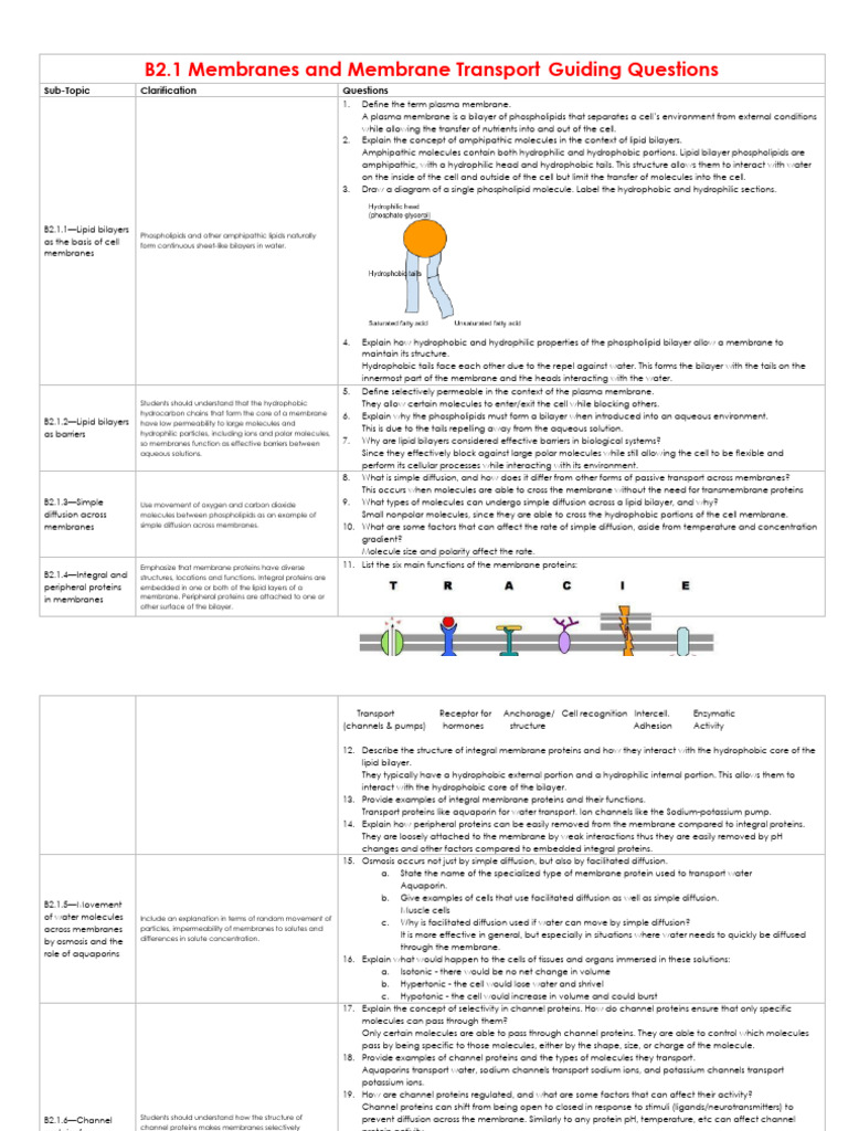B2.1 Membranes and Membrane Transport Guiding Questions | PDF | Cell ...