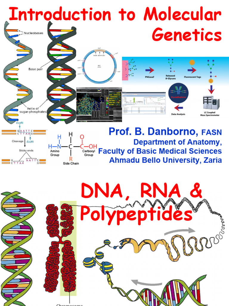 Intro To Molecular Genetics | PDF | Vector (Molecular Biology) | Rna