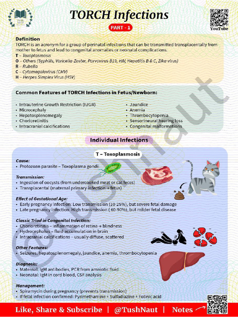 Torch Infections | PDF