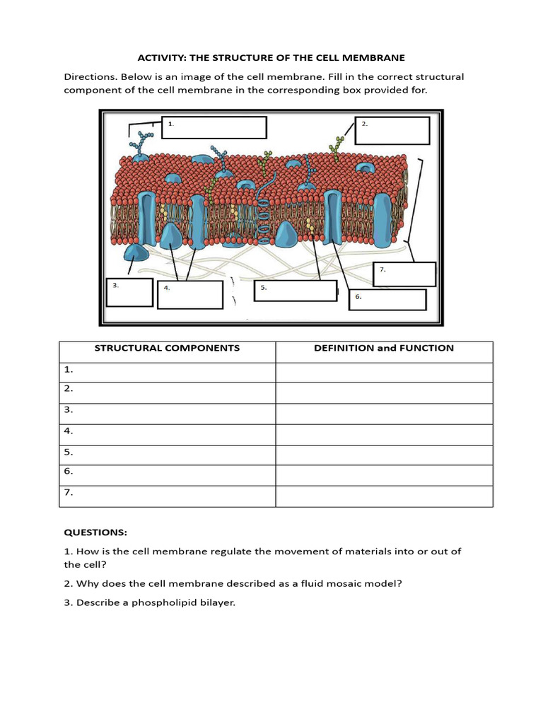 Activity (Cell Membrane) | PDF