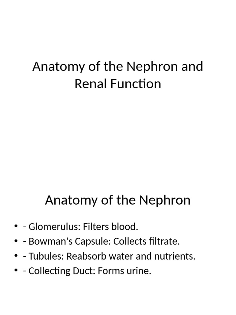 Nephron Anatomy and Function | PDF