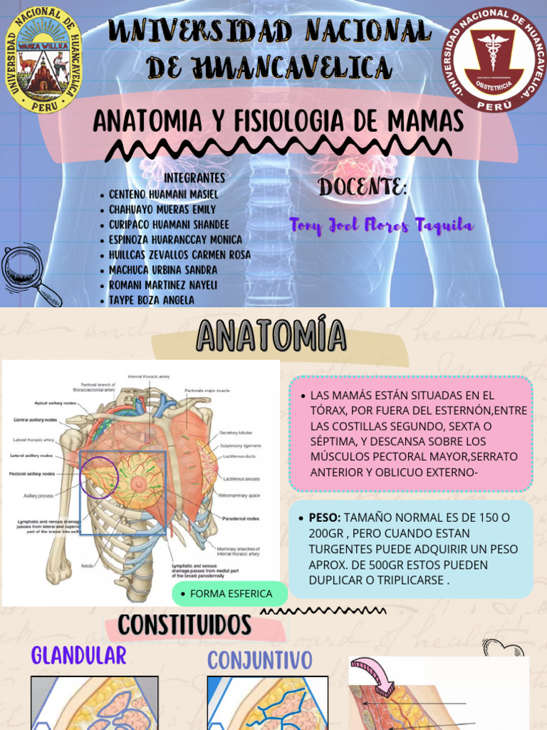 Anatomía y Fisiología de la Mama | PDF | Pecho | Lactancia