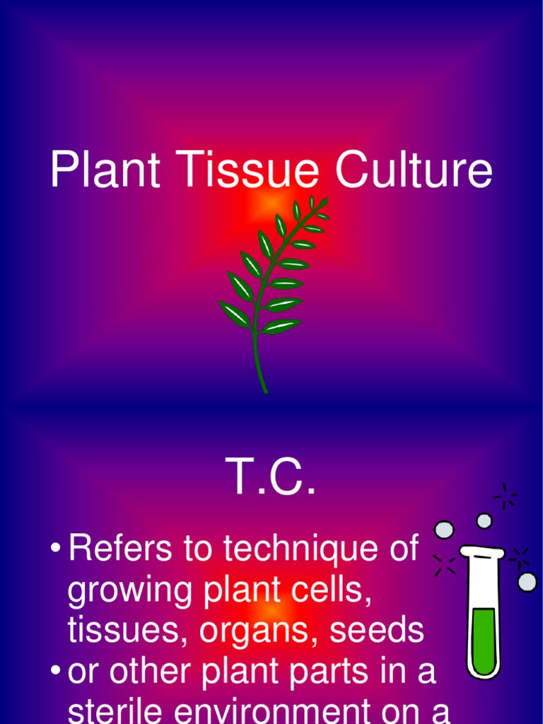 Plant Tissue Culture Techniques | PDF | Science & Mathematics