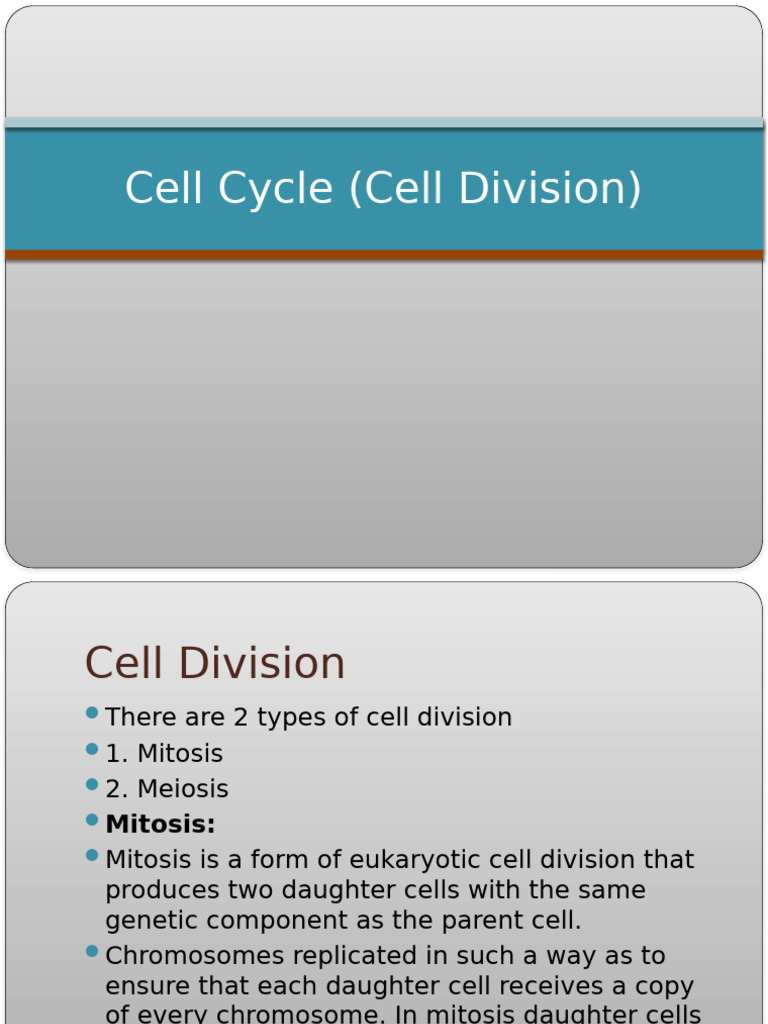 Cell Cycle (Cell Division) | PDF | Meiosis | Mitosis