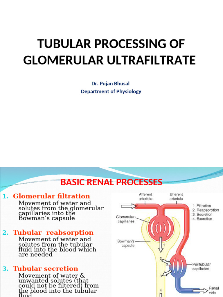 Tubular Processing of Glomerular Ultrafiltrate | PDF | Genitourinary ...