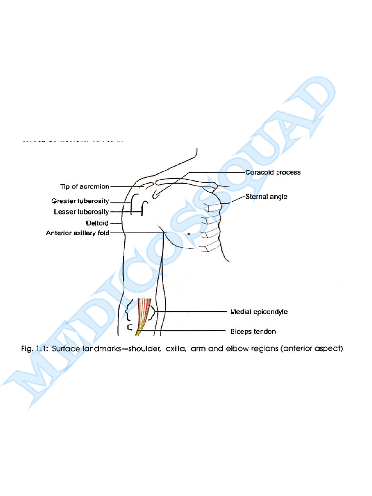 Anat Surface Markings | PDF
