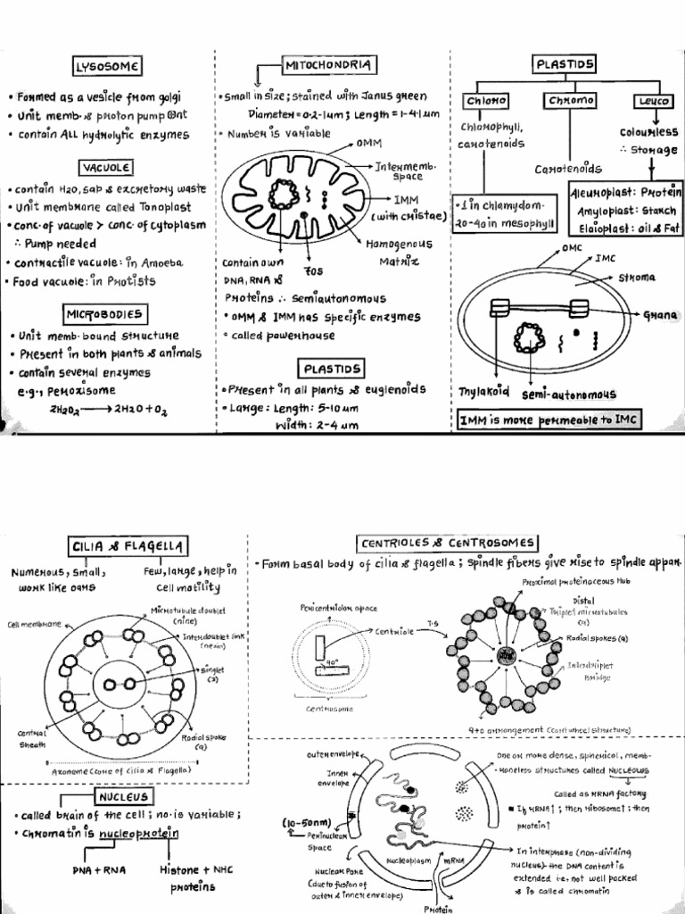 Cell 1 | PDF