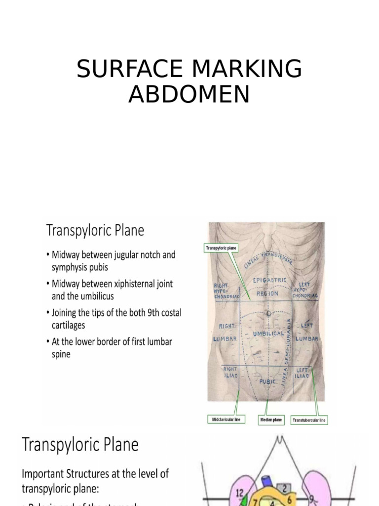 Abdominal Surface Markings Guide | PDF