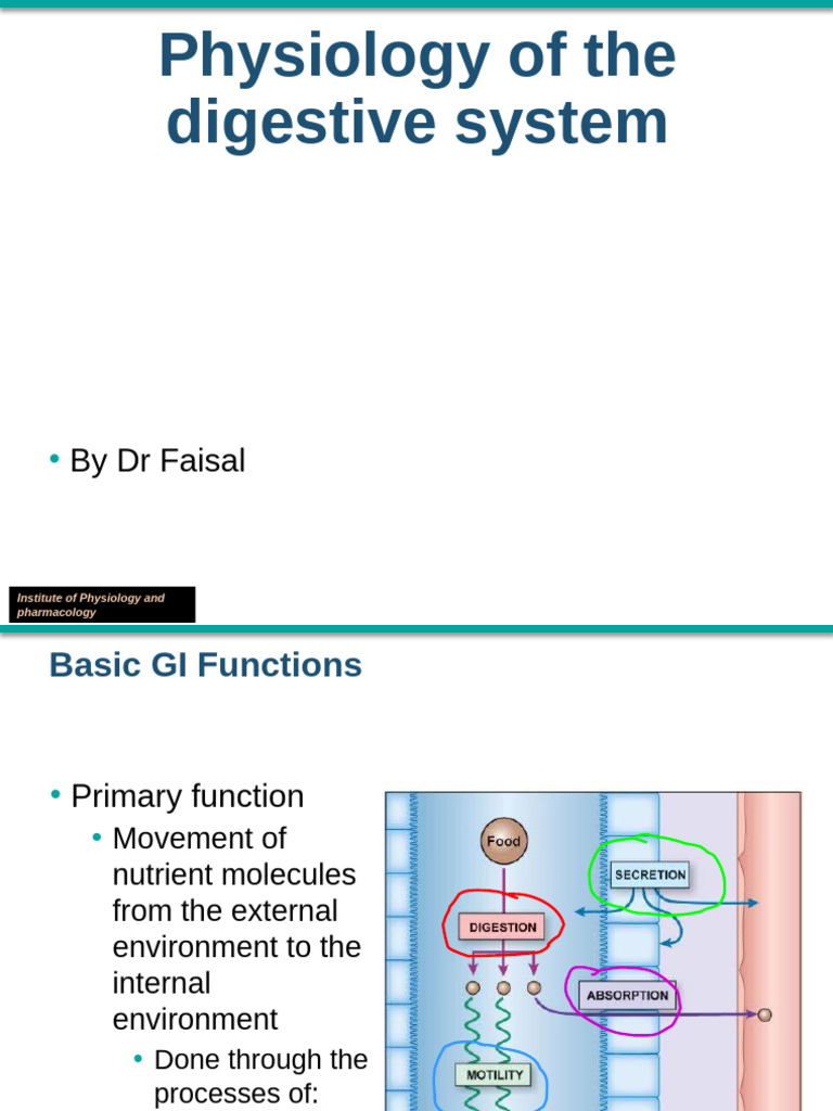 Digestive System Complete | PDF | Stomach | Digestion