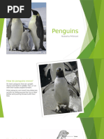 Penguin Facts for Young Readers | PDF